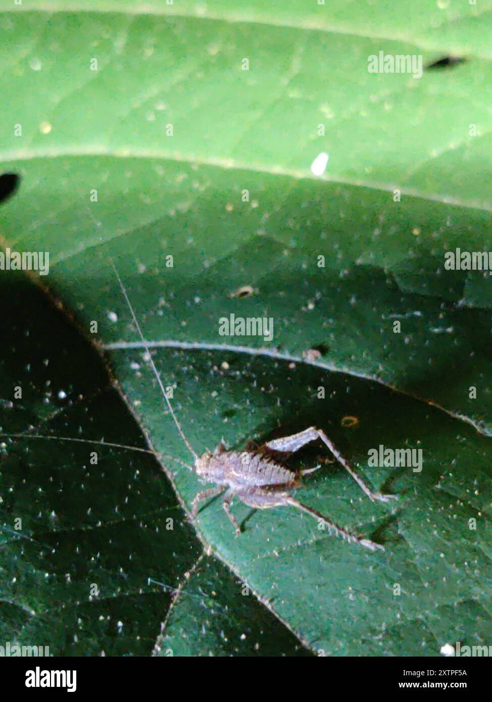 Hapithus hi-res stock photography and images - Alamy