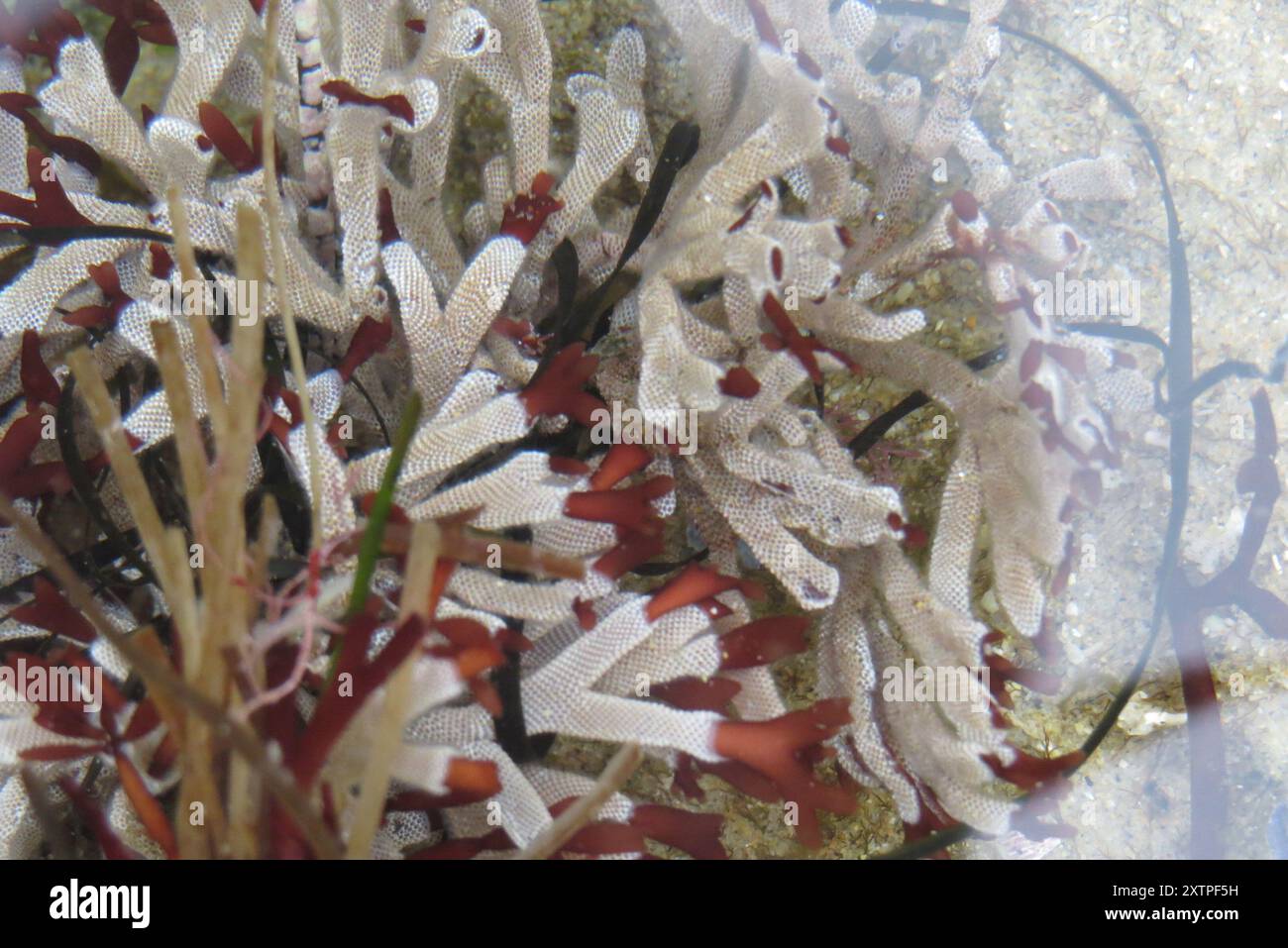 red algae (Rhodophyta) Plantae Stock Photo - Alamy