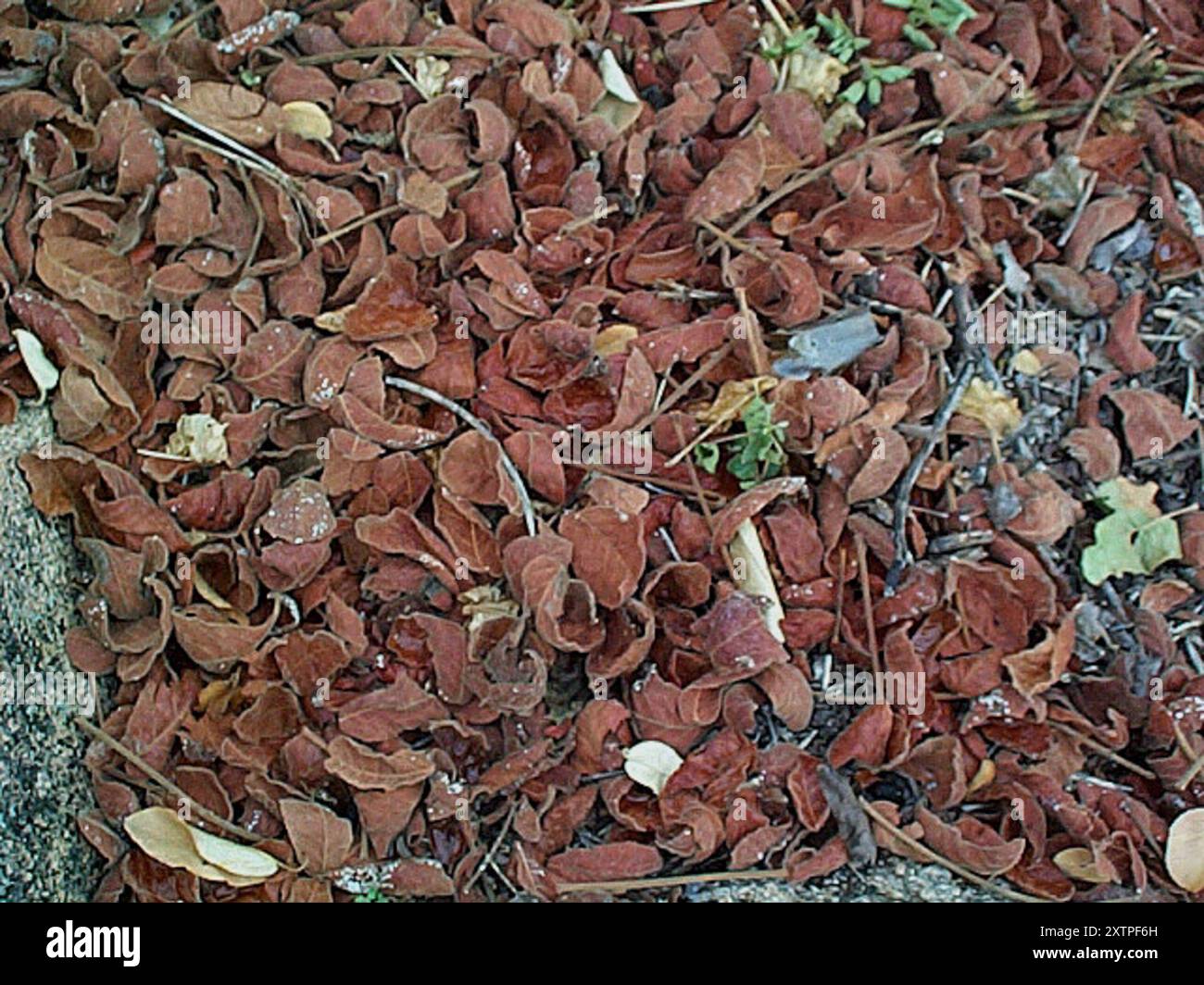 Jacket plum (Pappea capensis) Plantae Stock Photo - Alamy