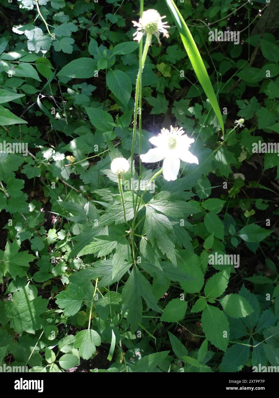 tall thimbleweed (Anemone virginiana) Plantae Stock Photo - Alamy