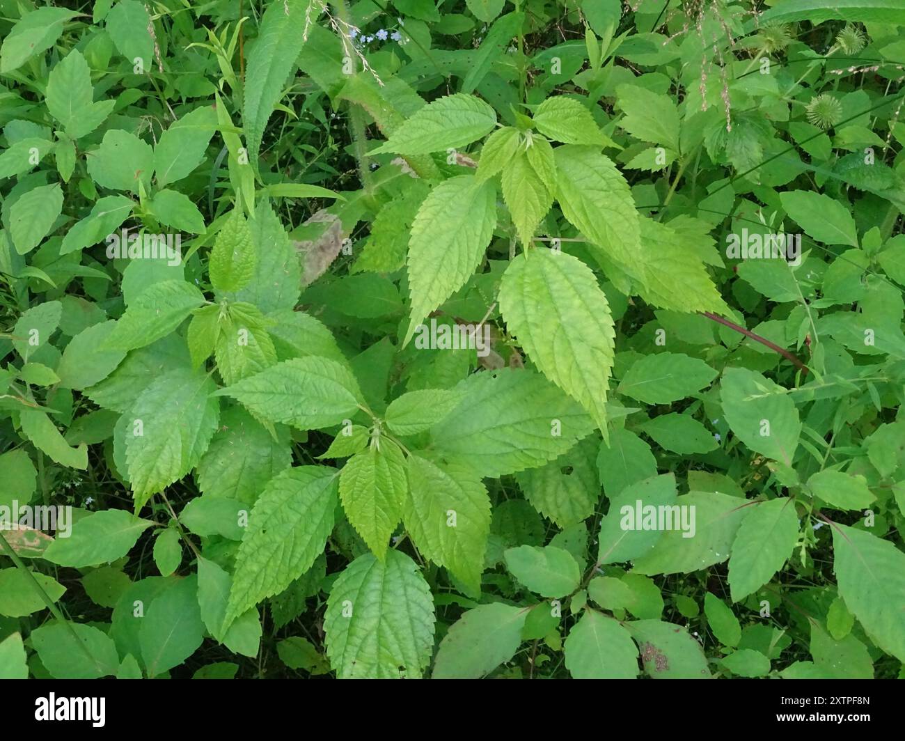 false nettle (Boehmeria cylindrica) Plantae Stock Photo - Alamy
