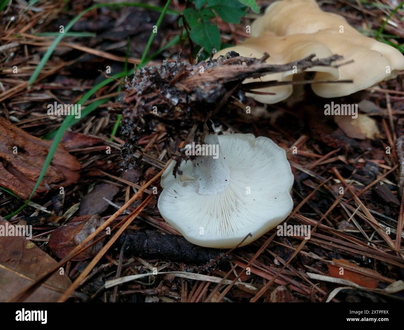Funnels (Clitocybe) Fungi Stock Photo - Alamy