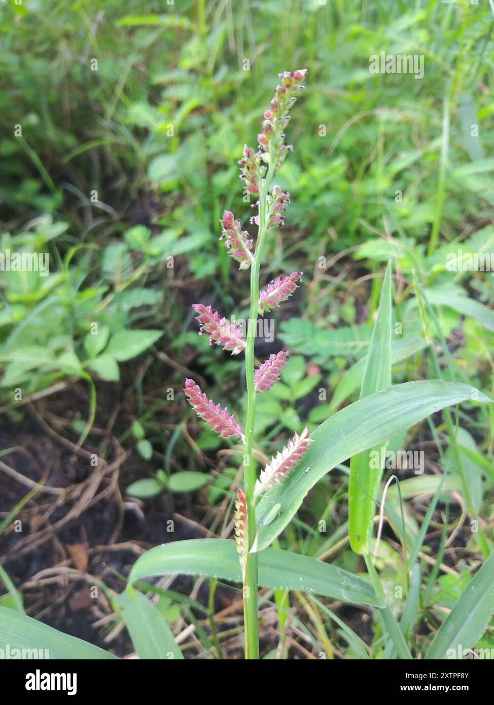 Jungle Rice (Echinochloa colonum) Plantae Stock Photo - Alamy