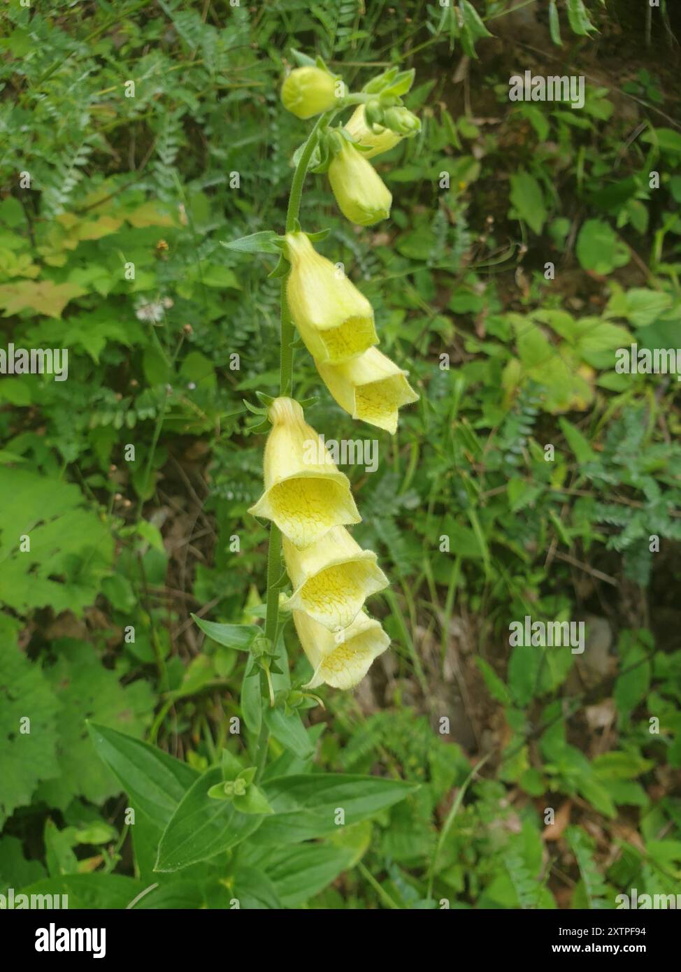 Yellow Foxglove (Digitalis grandiflora) Plantae Stock Photo - Alamy