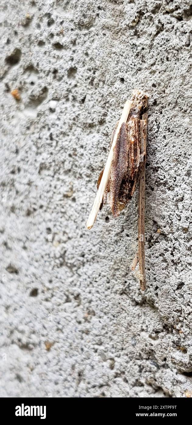 Common Bagworm Moth (Psyche casta) Insecta Stock Photo - Alamy