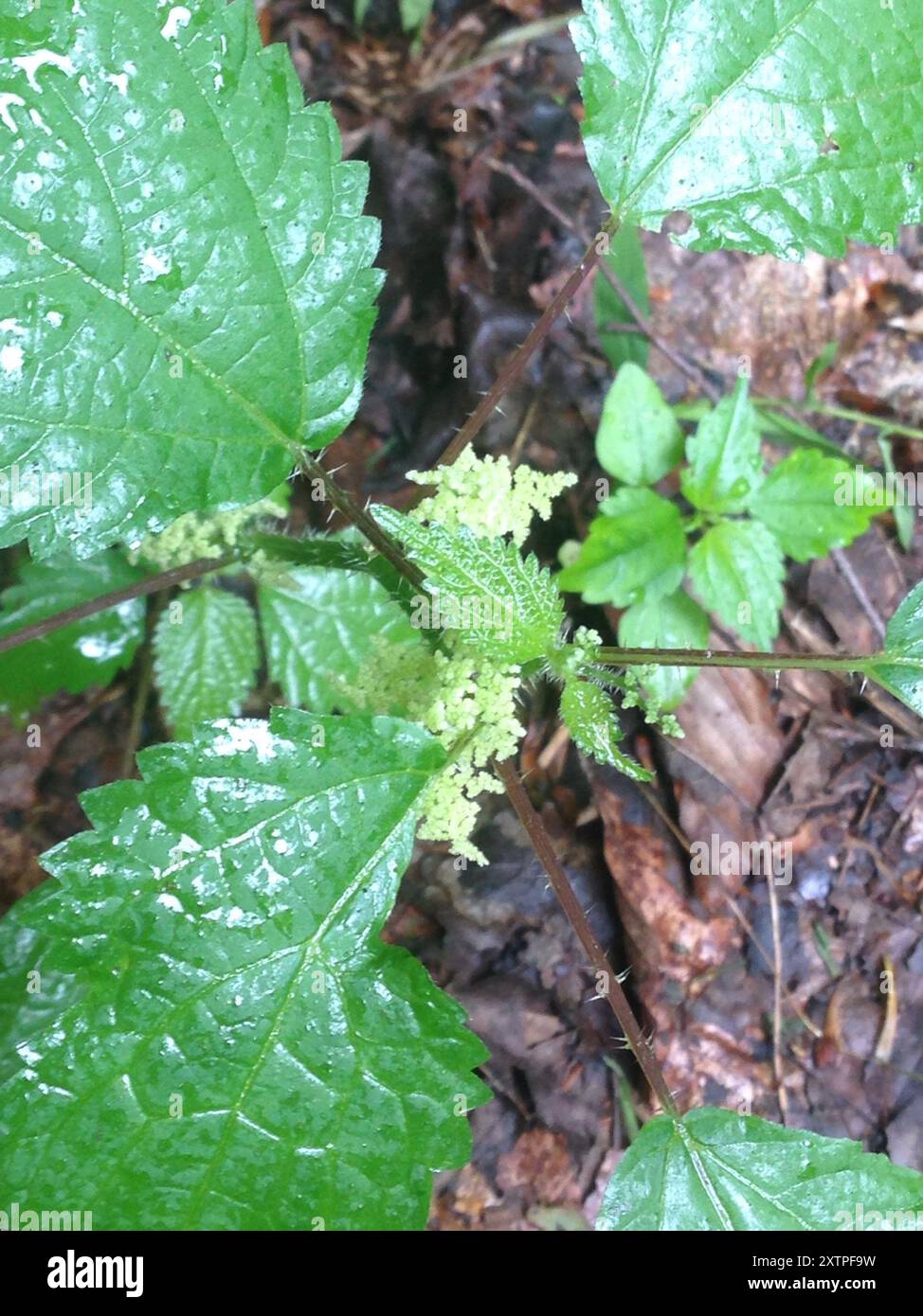 wood nettle (Laportea canadensis) Plantae Stock Photo - Alamy