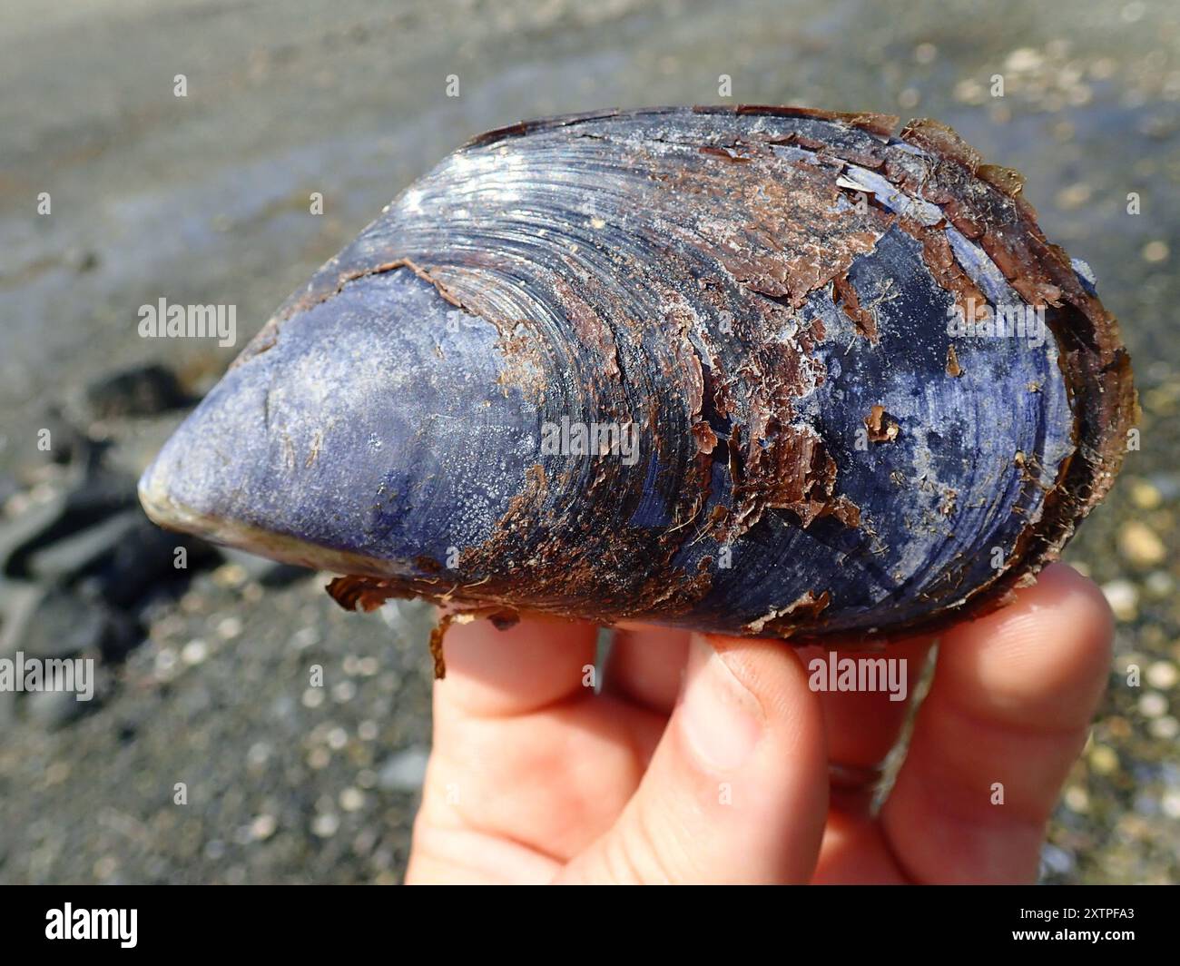 Blue Mussel Complex (Mytilus edulis) Mollusca Stock Photo - Alamy