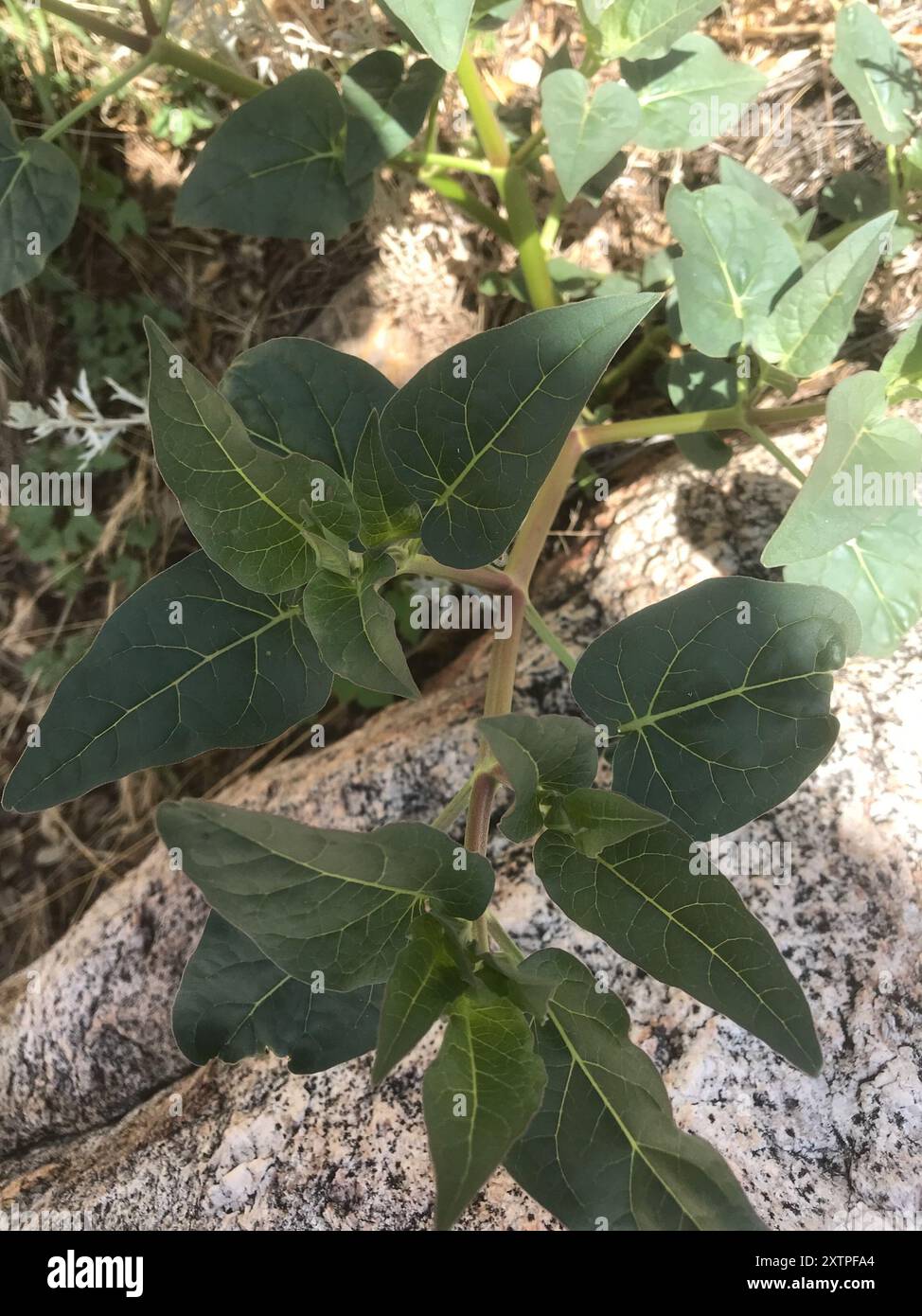 Sweet Four o'Clock (Mirabilis longiflora) Plantae Stock Photo - Alamy