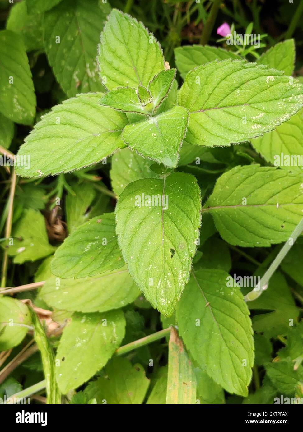 watermint (Mentha aquatica) Plantae Stock Photo - Alamy