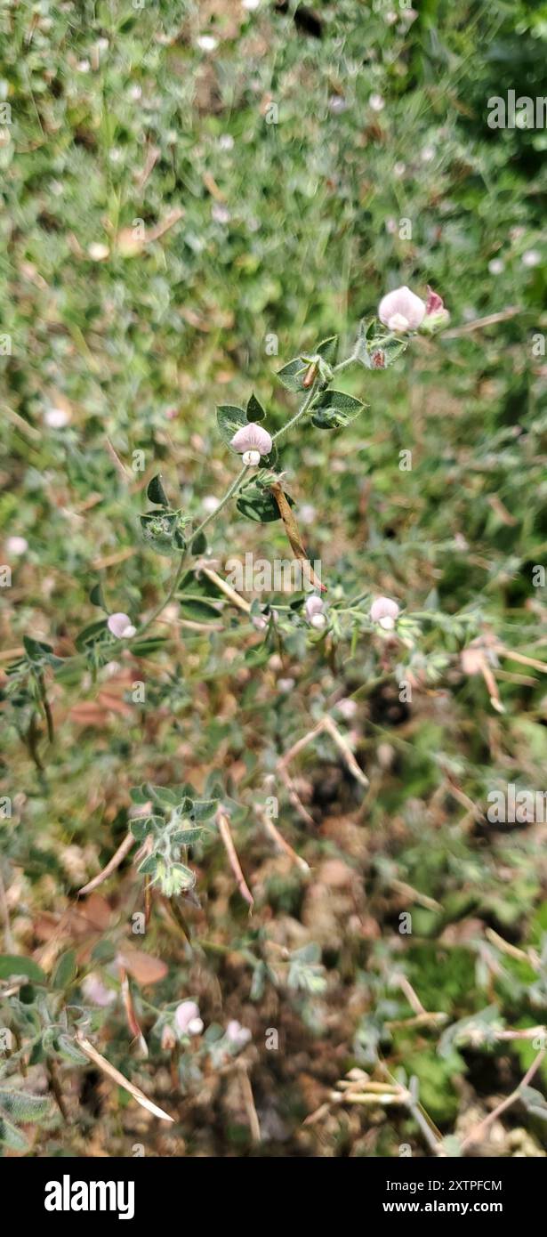 Spanish clover (Acmispon americanus) Plantae Stock Photo - Alamy