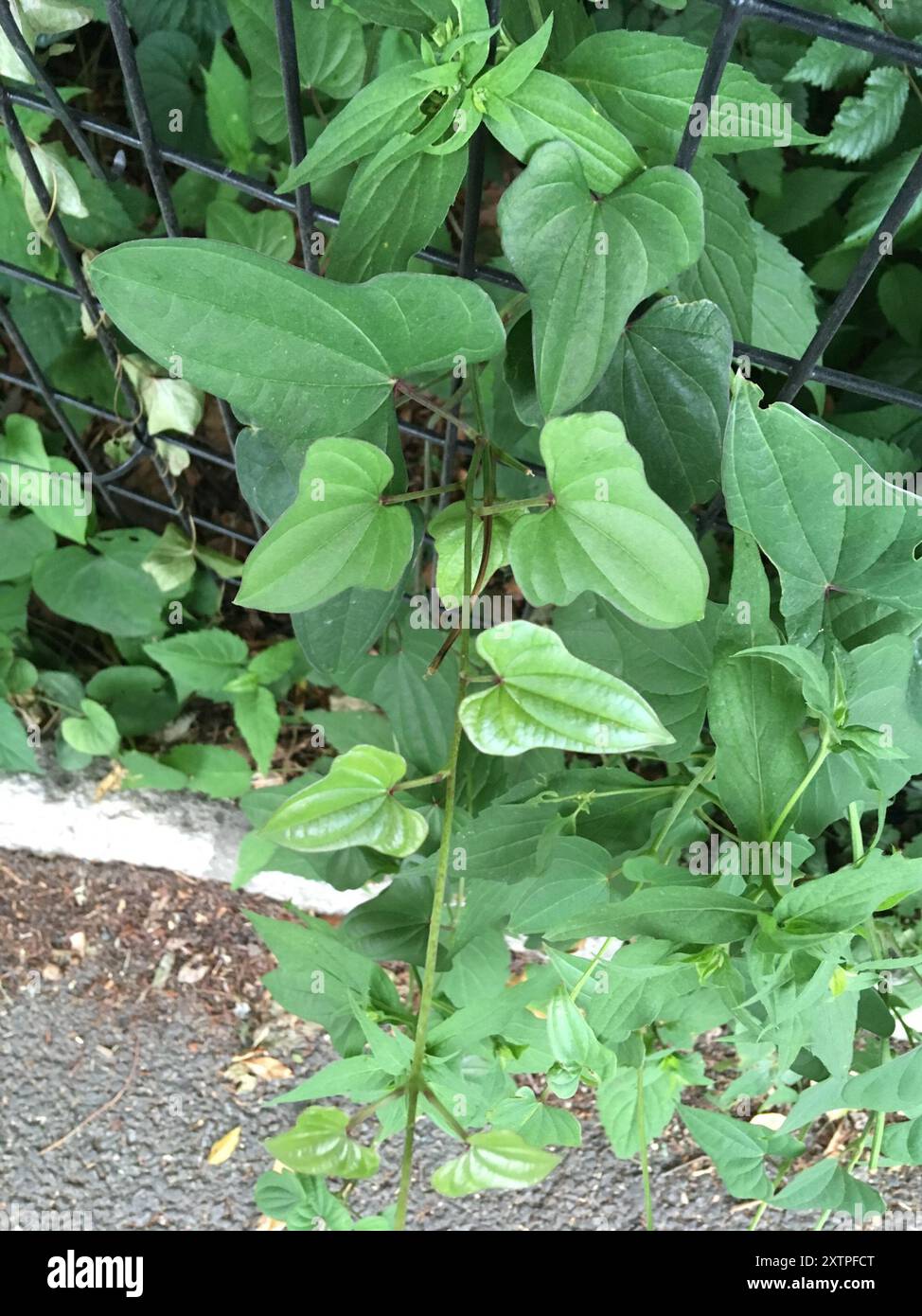 Chinese yam (Dioscorea polystachya) Plantae Stock Photo - Alamy