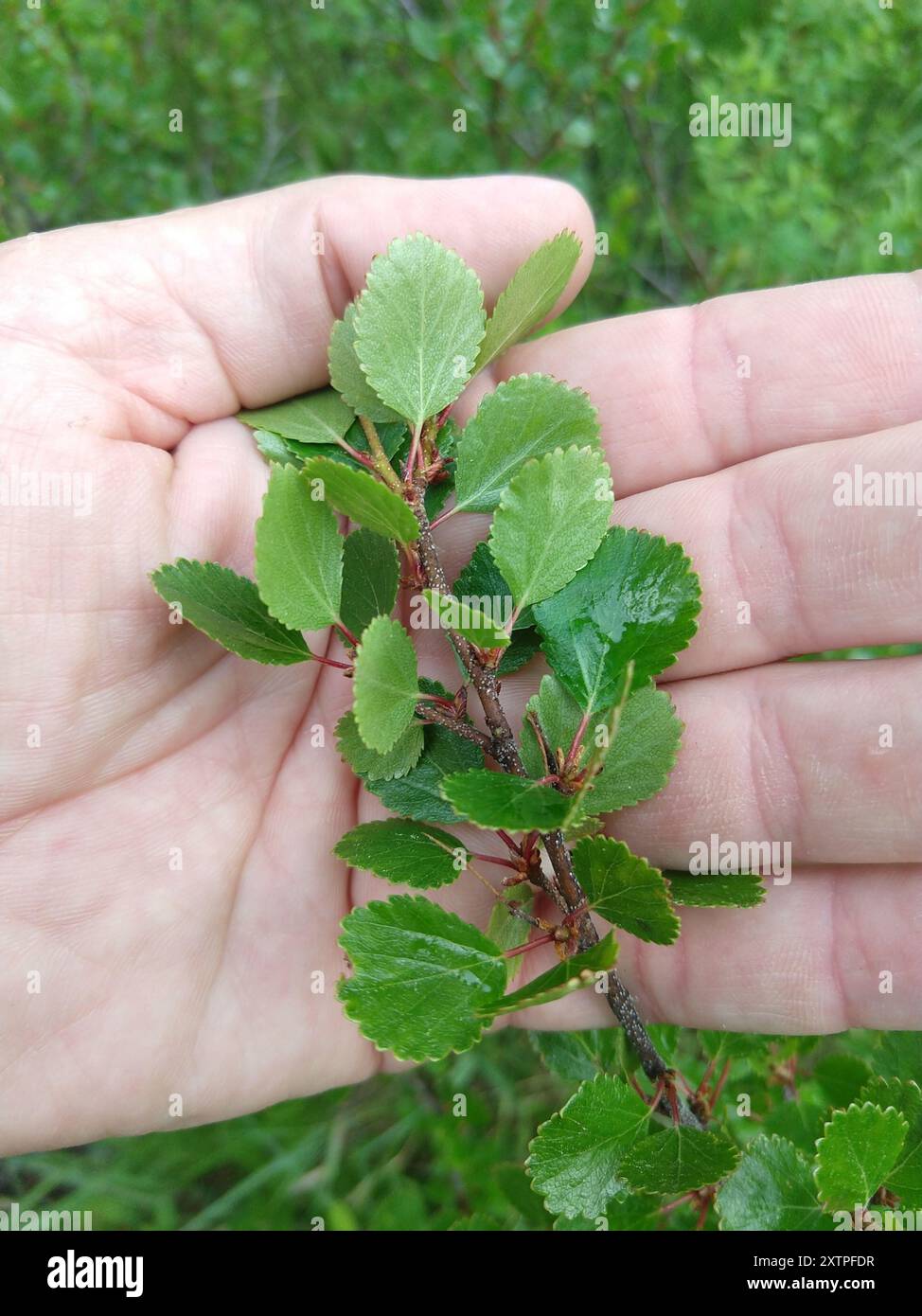 dwarf resin birch (Betula glandulosa) Plantae Stock Photo - Alamy