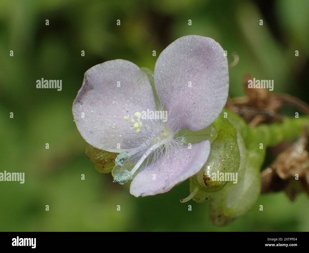 Murdannia loriformis hi-res stock photography and images - Alamy