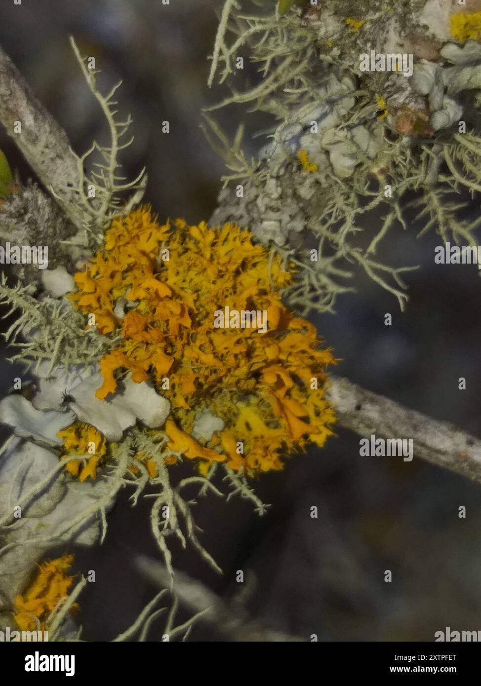 (Teloschistes velifer) Fungi Stock Photo - Alamy