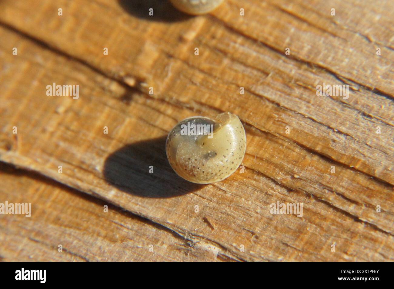 Girdled Snail (Hygromia cinctella) Mollusca Stock Photo - Alamy