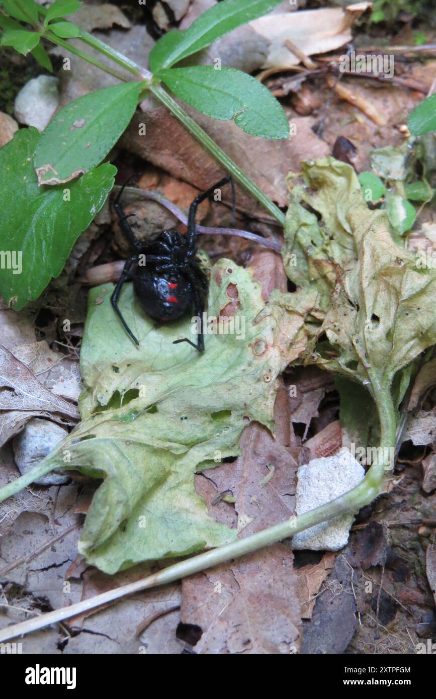 Northern Black Widow (Latrodectus variolus) Arachnida Stock Photo - Alamy