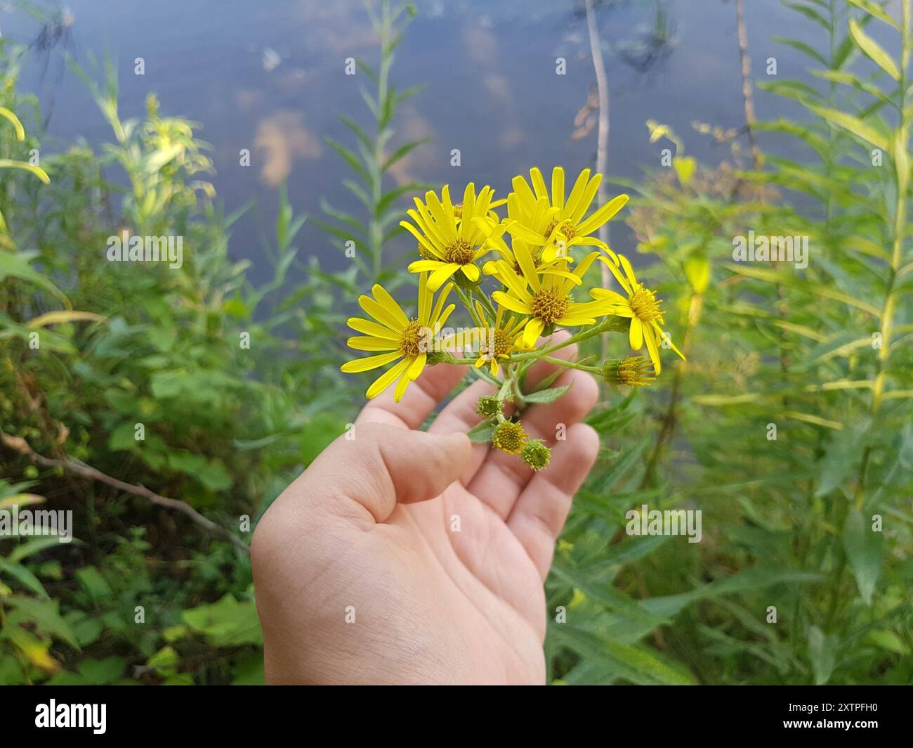 Fen Ragwort (Jacobaea paludosa paludosa) Plantae Stock Photo - Alamy
