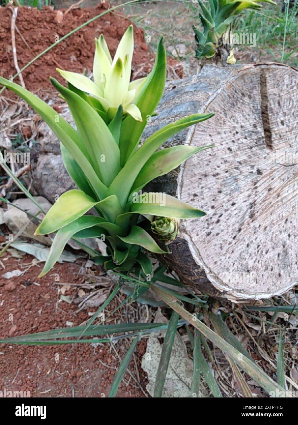 monocots (Liliopsida) Plantae Stock Photo - Alamy
