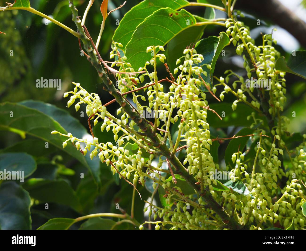 Ceylon olive (Elaeocarpus serratus) Plantae Stock Photo - Alamy