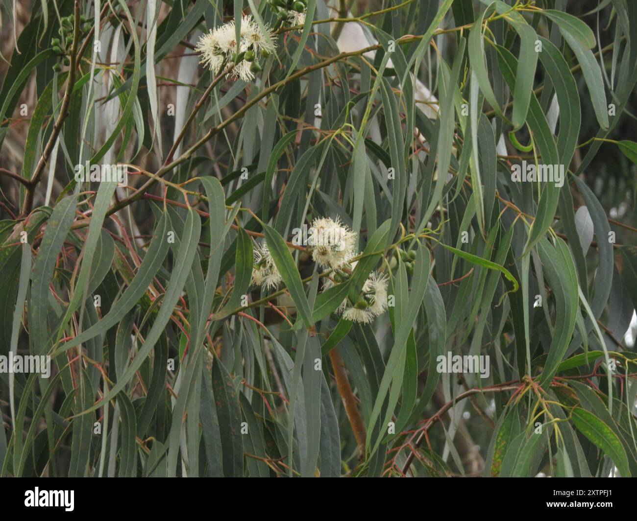Tasmanian blue gum (Eucalyptus globulus) Plantae Stock Photo - Alamy