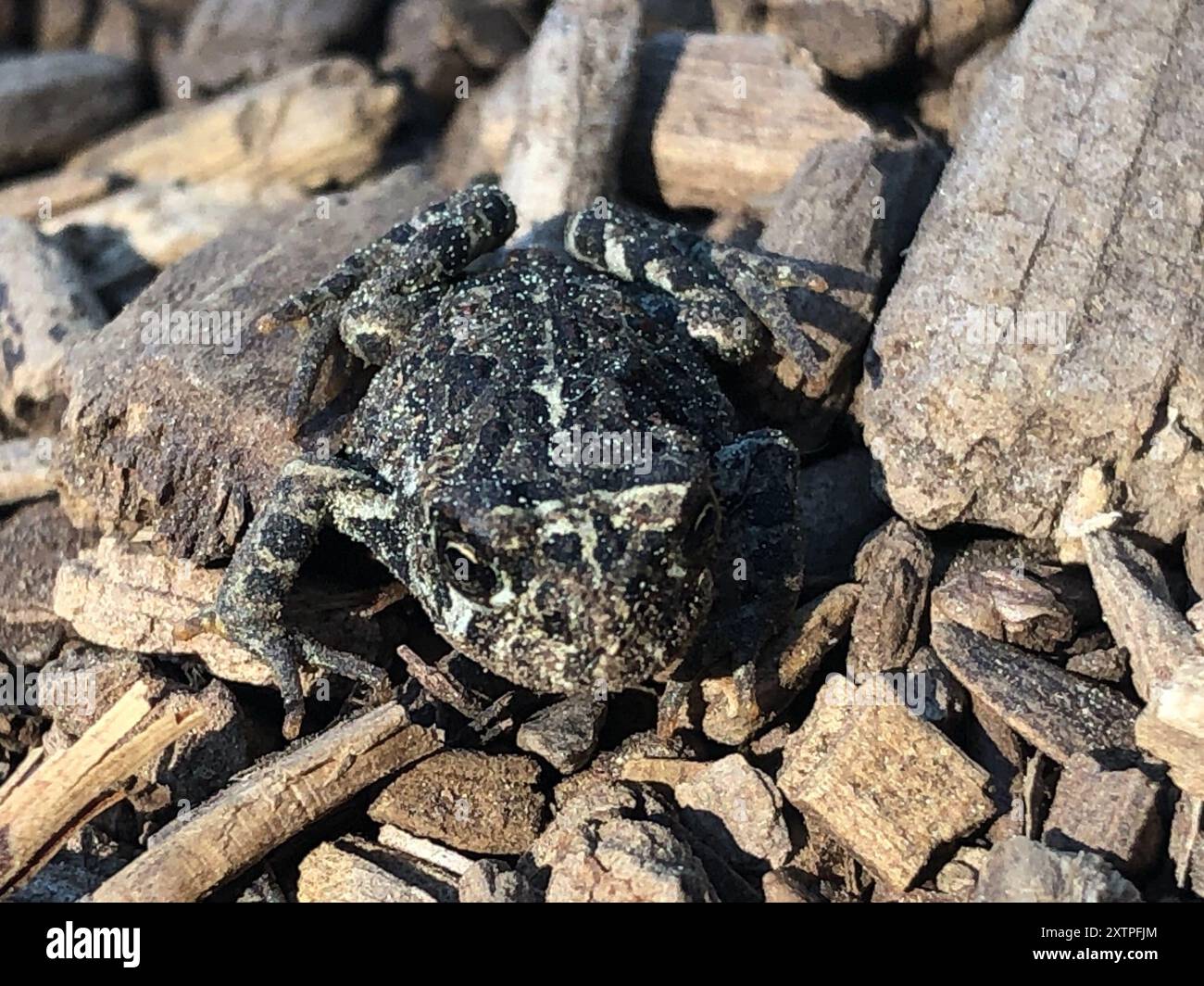 Western Toad (Anaxyrus boreas) Amphibia Stock Photo - Alamy