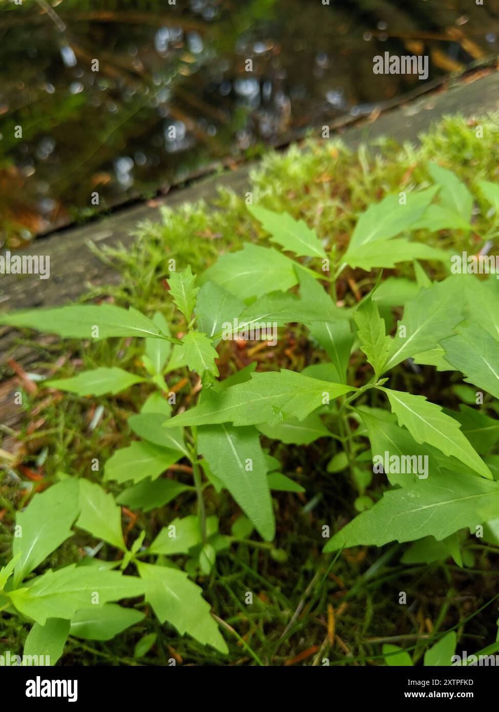 northern bugleweed (Lycopus uniflorus) Plantae Stock Photo - Alamy