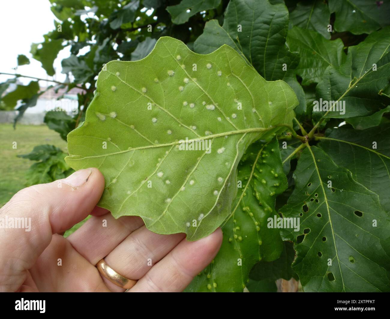 oak flake gall wasp (Neuroterus quercusverrucarum) Insecta Stock Photo ...