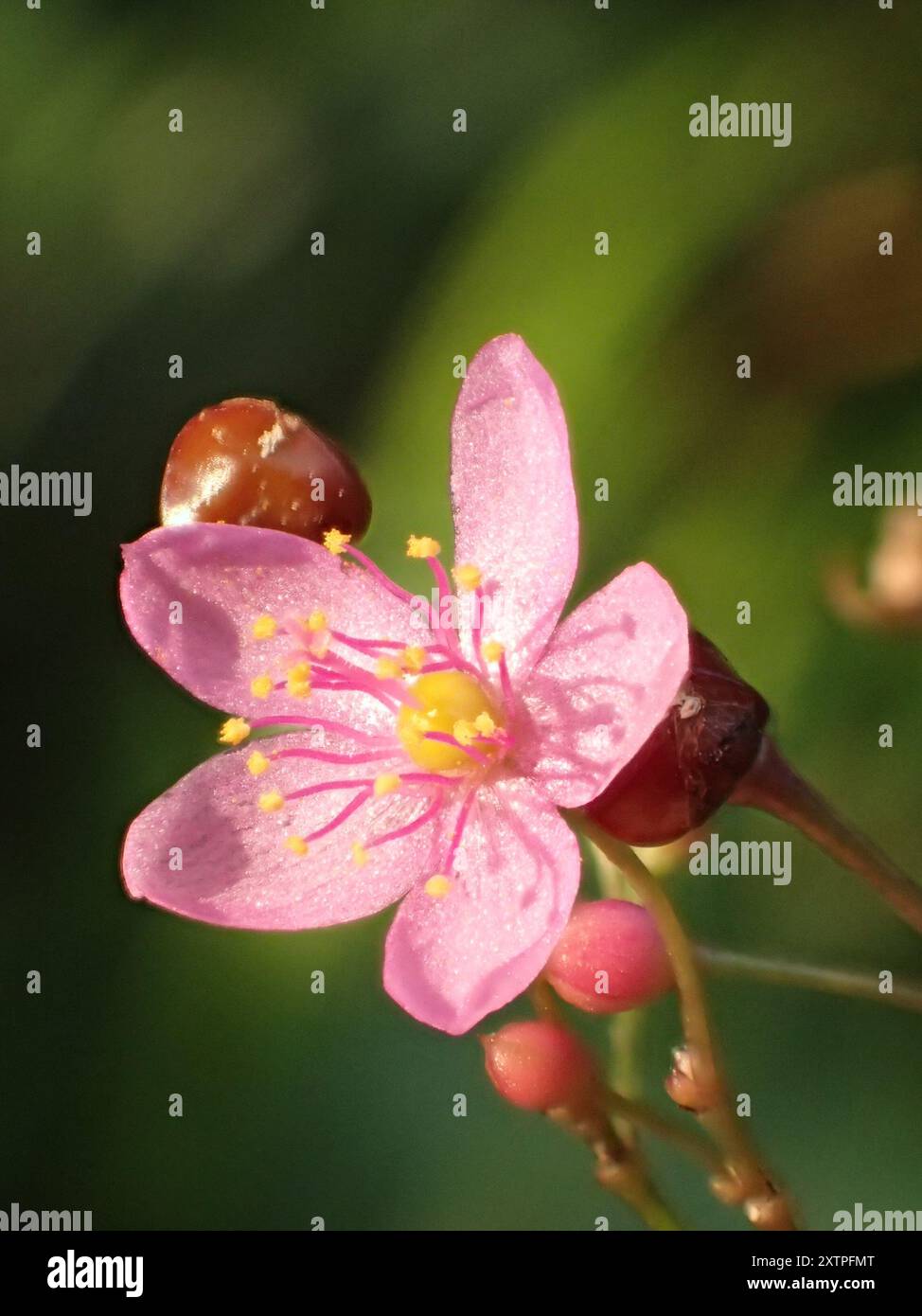 Jewels of Opar (Talinum paniculatum) Plantae Stock Photo - Alamy