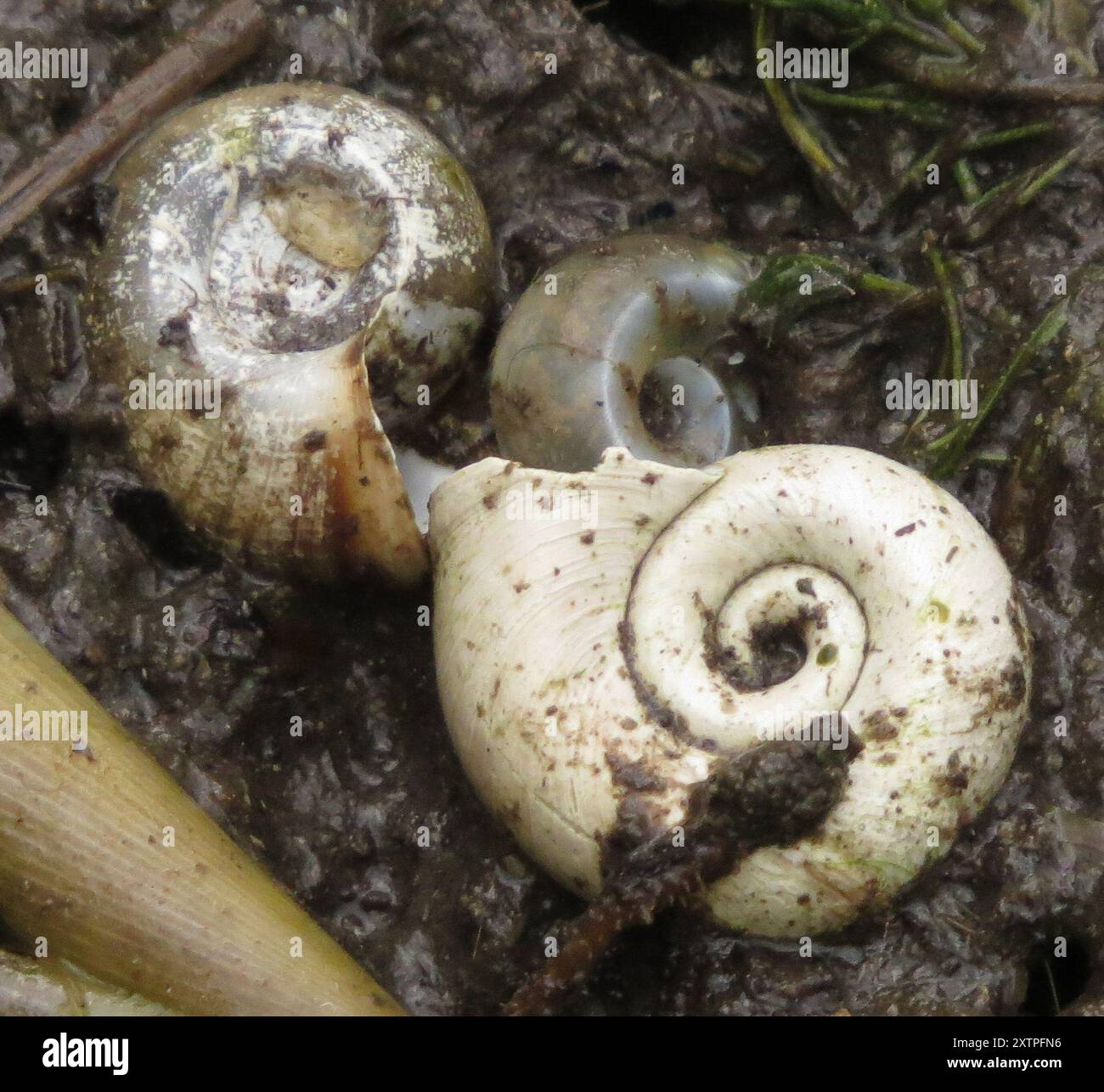 Marsh Ramshorn (Planorbella trivolvis) Mollusca Stock Photo - Alamy