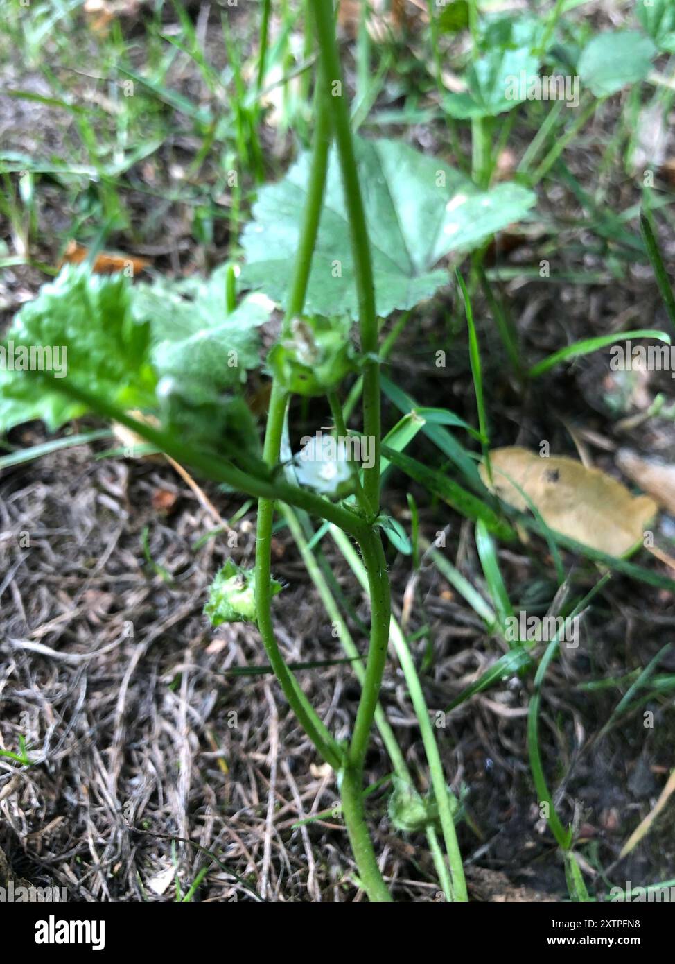 Small Mallow (Malva pusilla) Plantae Stock Photo - Alamy