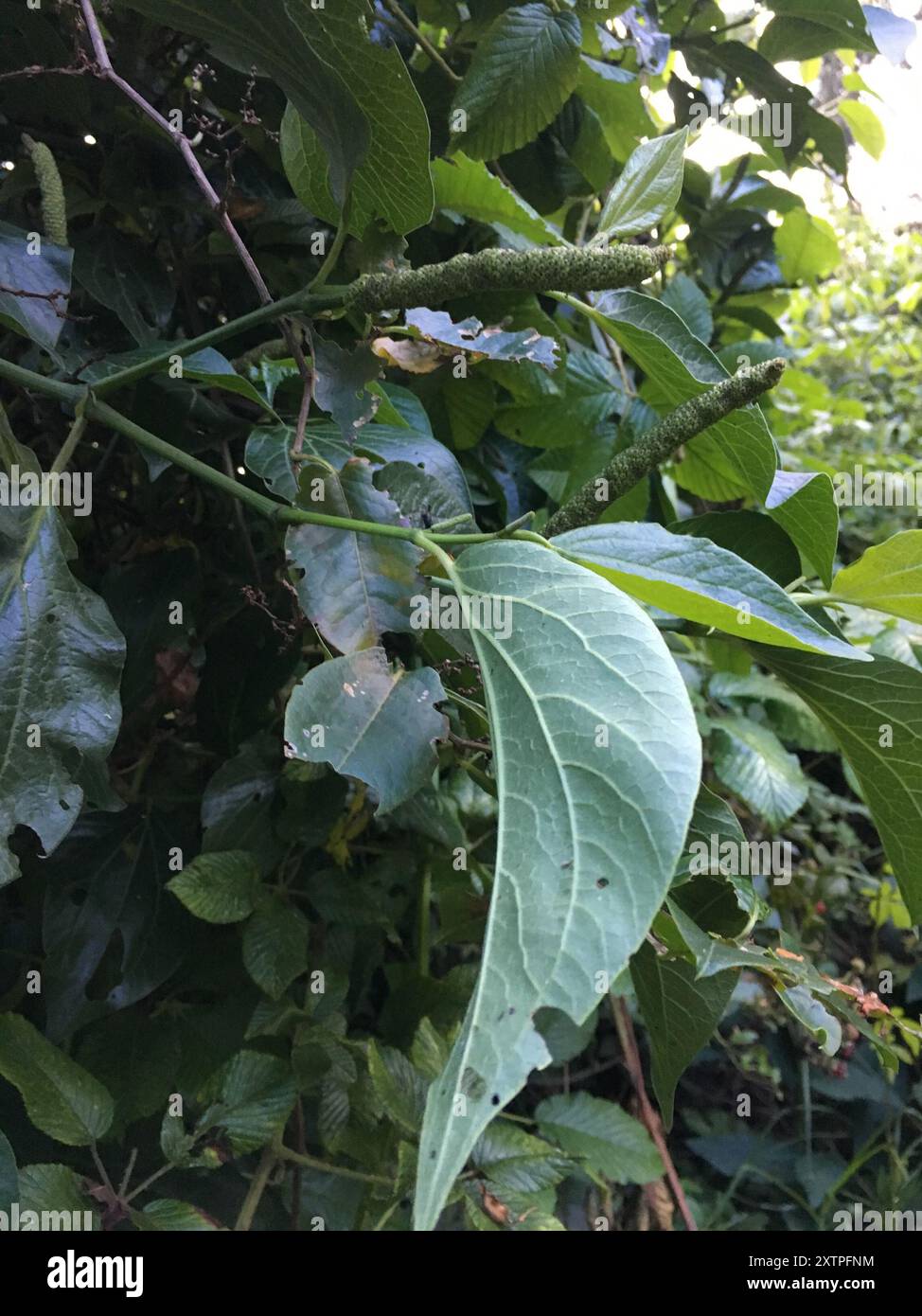 pepper plant family (Piperaceae) Plantae Stock Photo - Alamy