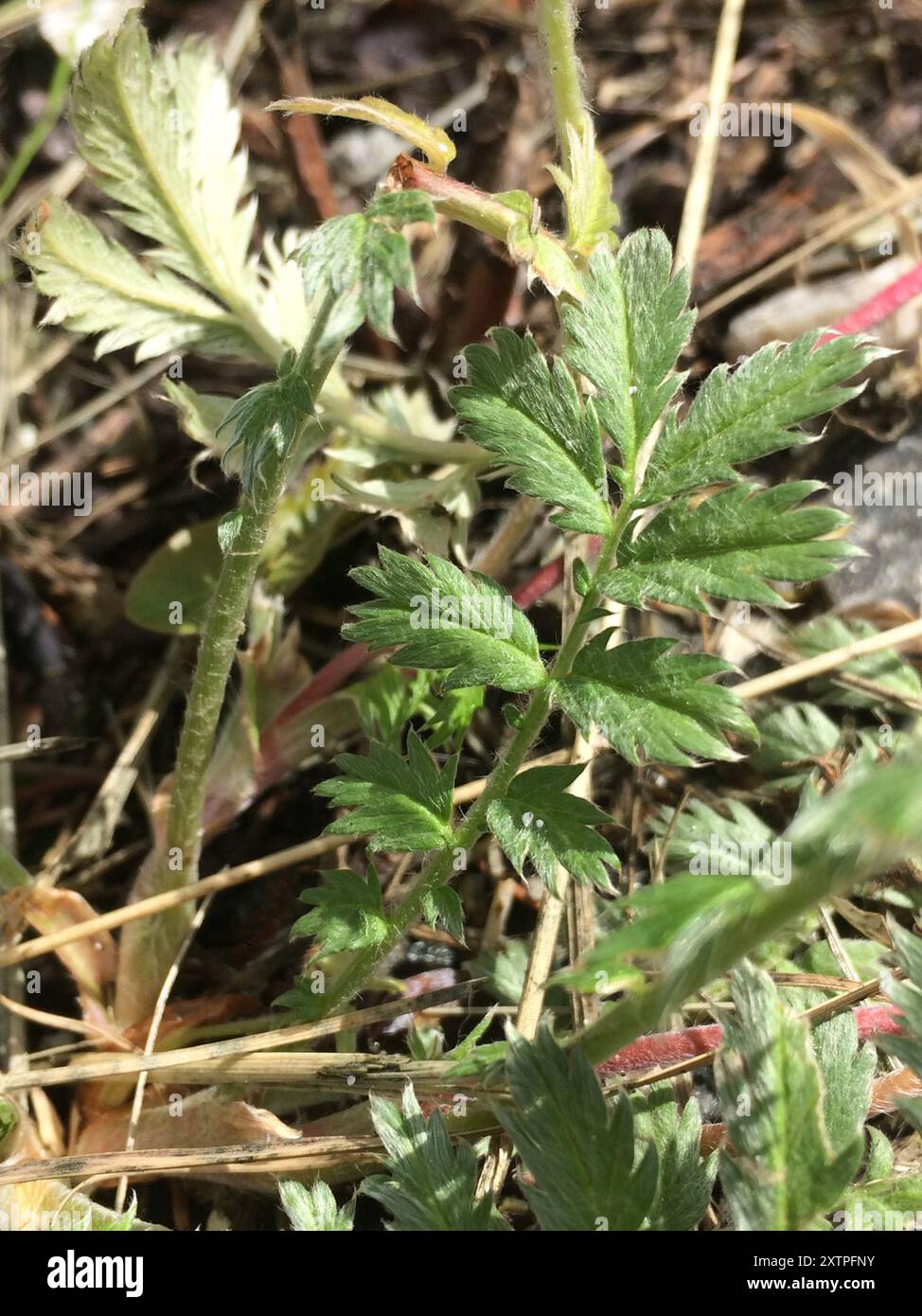 common silverweed (Argentina anserina) Plantae Stock Photo - Alamy