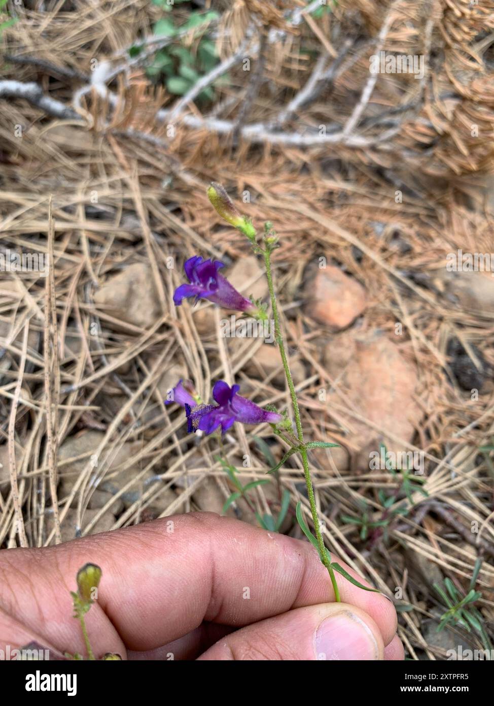 Roezl's penstemon (Penstemon roezlii) Plantae Stock Photo - Alamy
