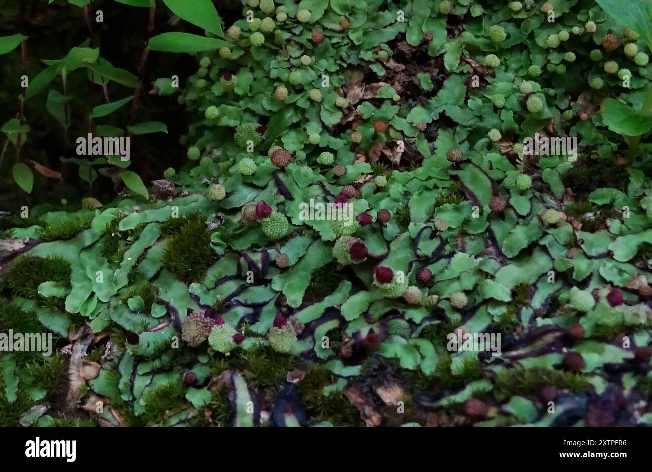 (Asterella wallichiana) Plantae Stock Photo - Alamy