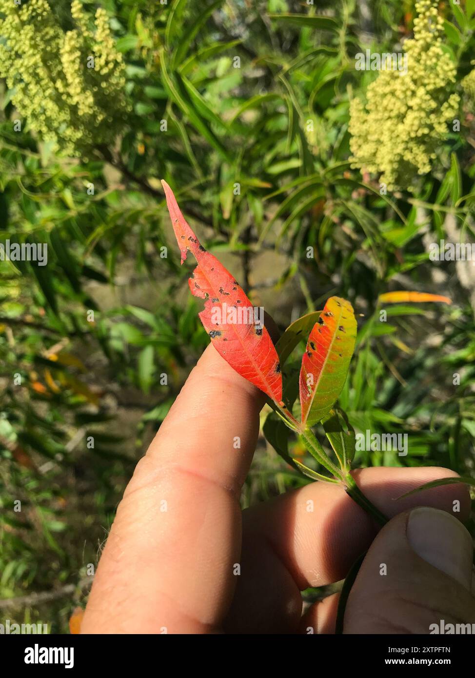 Prairie flameleaf sumac (Rhus lanceolata) Plantae Stock Photo - Alamy