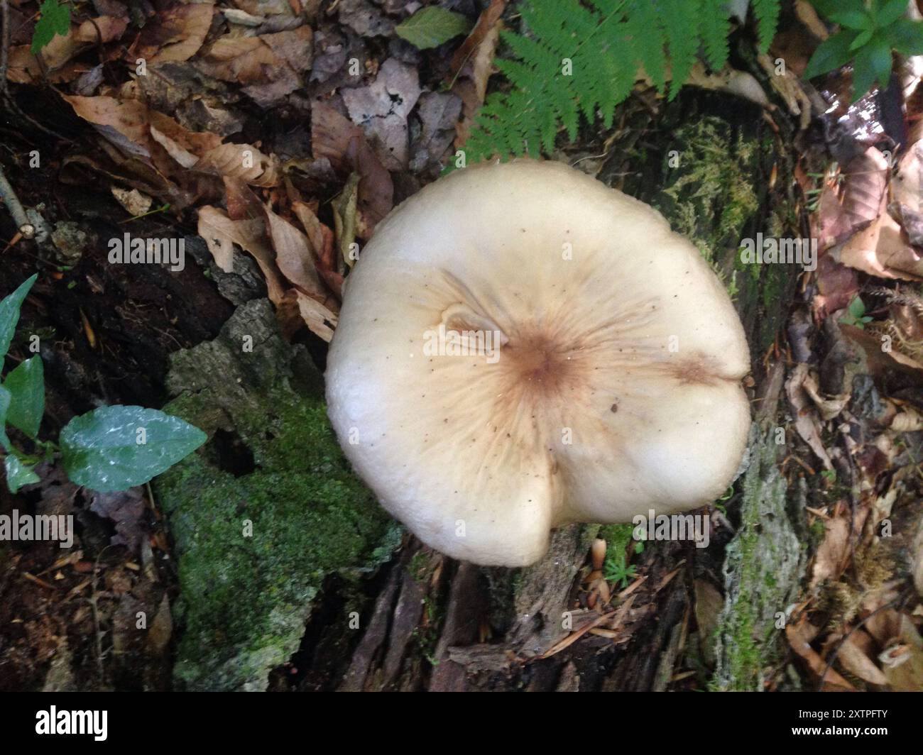 Eastern American Platterful Mushroom (Megacollybia rodmanii) Fungi ...
