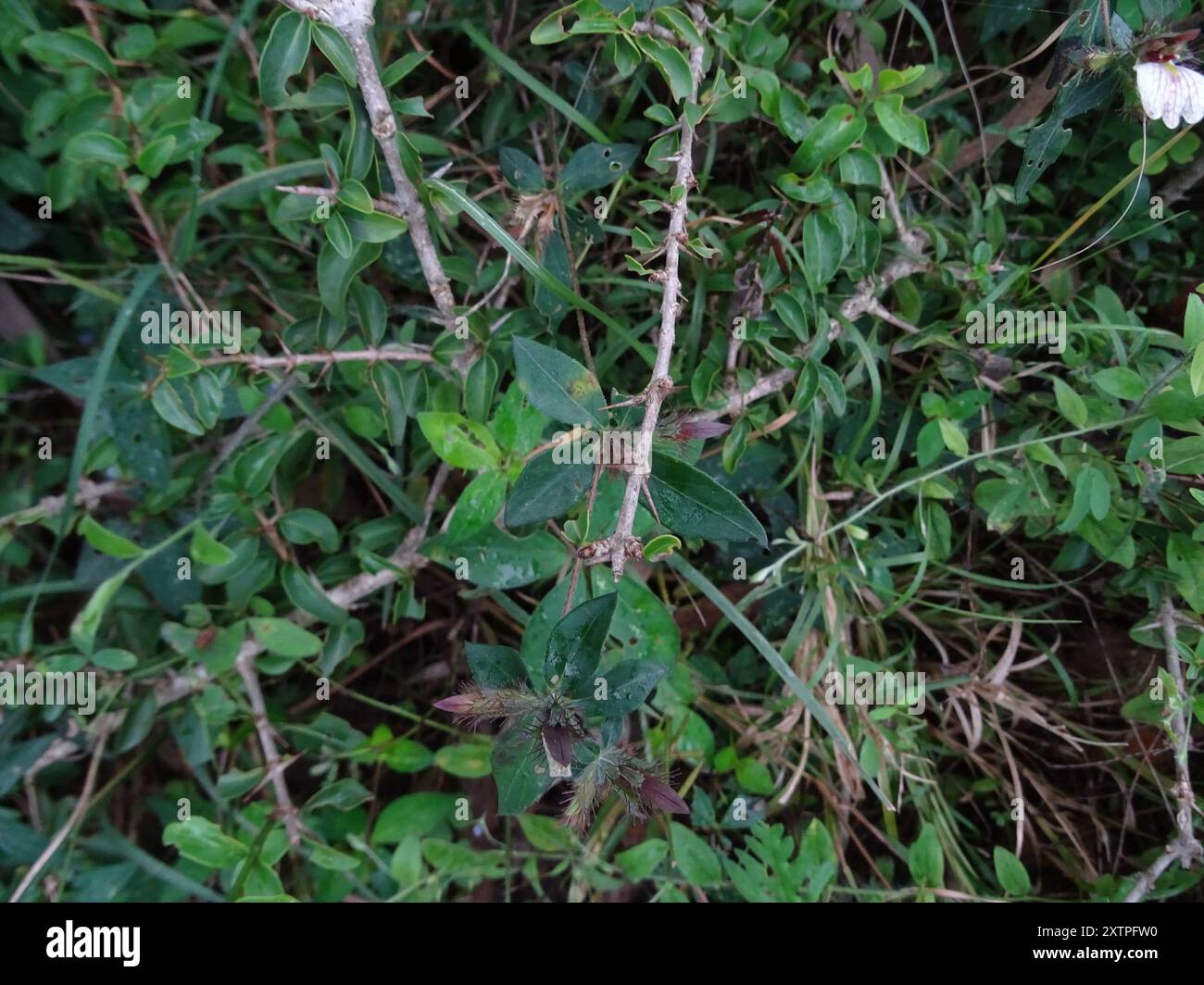 Surprise Packet (Blepharis maderaspatensis) Plantae Stock Photo - Alamy
