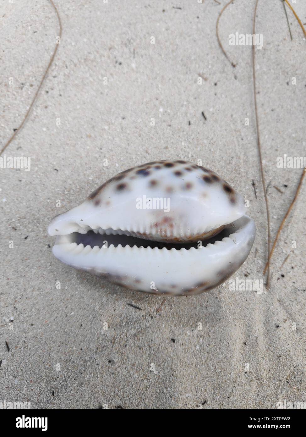 Tiger Cowry (Cypraea tigris) Mollusca Stock Photo - Alamy