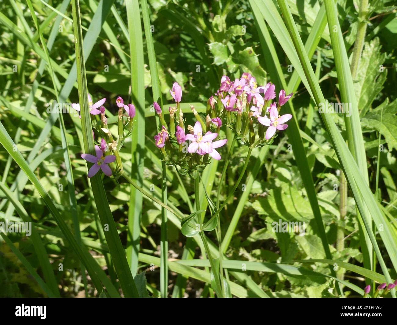 Common centaury (Centaurium erythraea) Plantae Stock Photo - Alamy