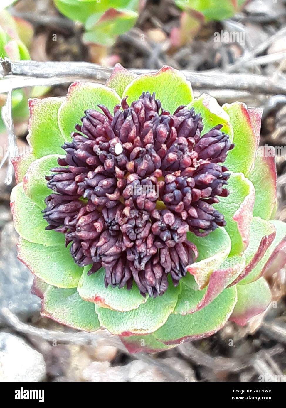western roseroot (Rhodiola integrifolia) Plantae Stock Photo - Alamy