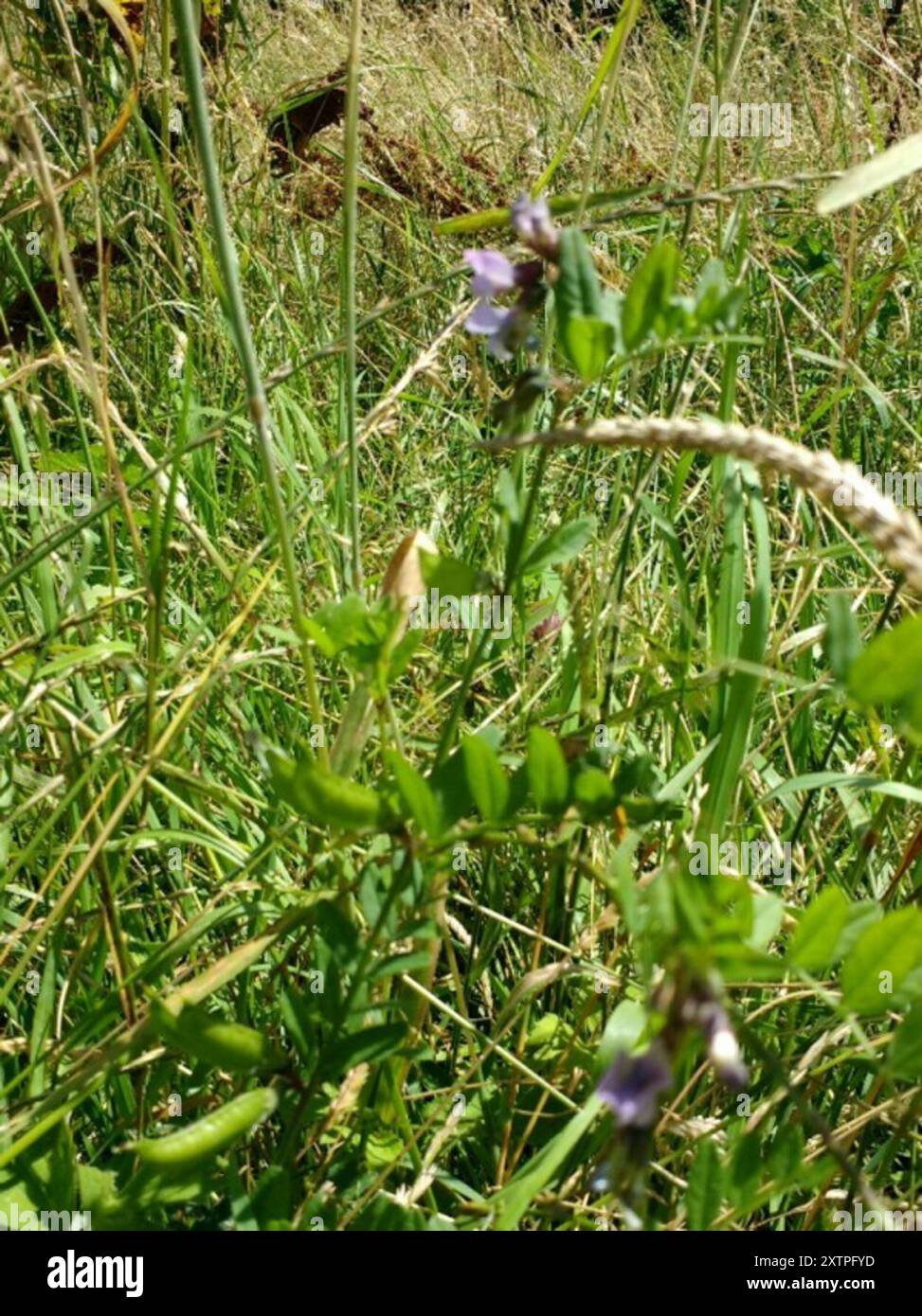 Bush Vetch (Vicia sepium) Plantae Stock Photo - Alamy