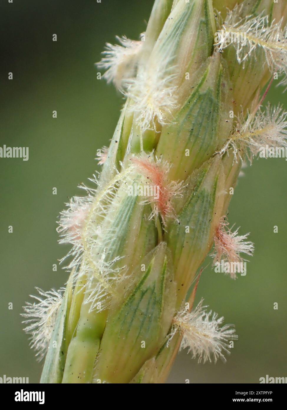 (Ischaemum ciliare) Plantae Stock Photo - Alamy