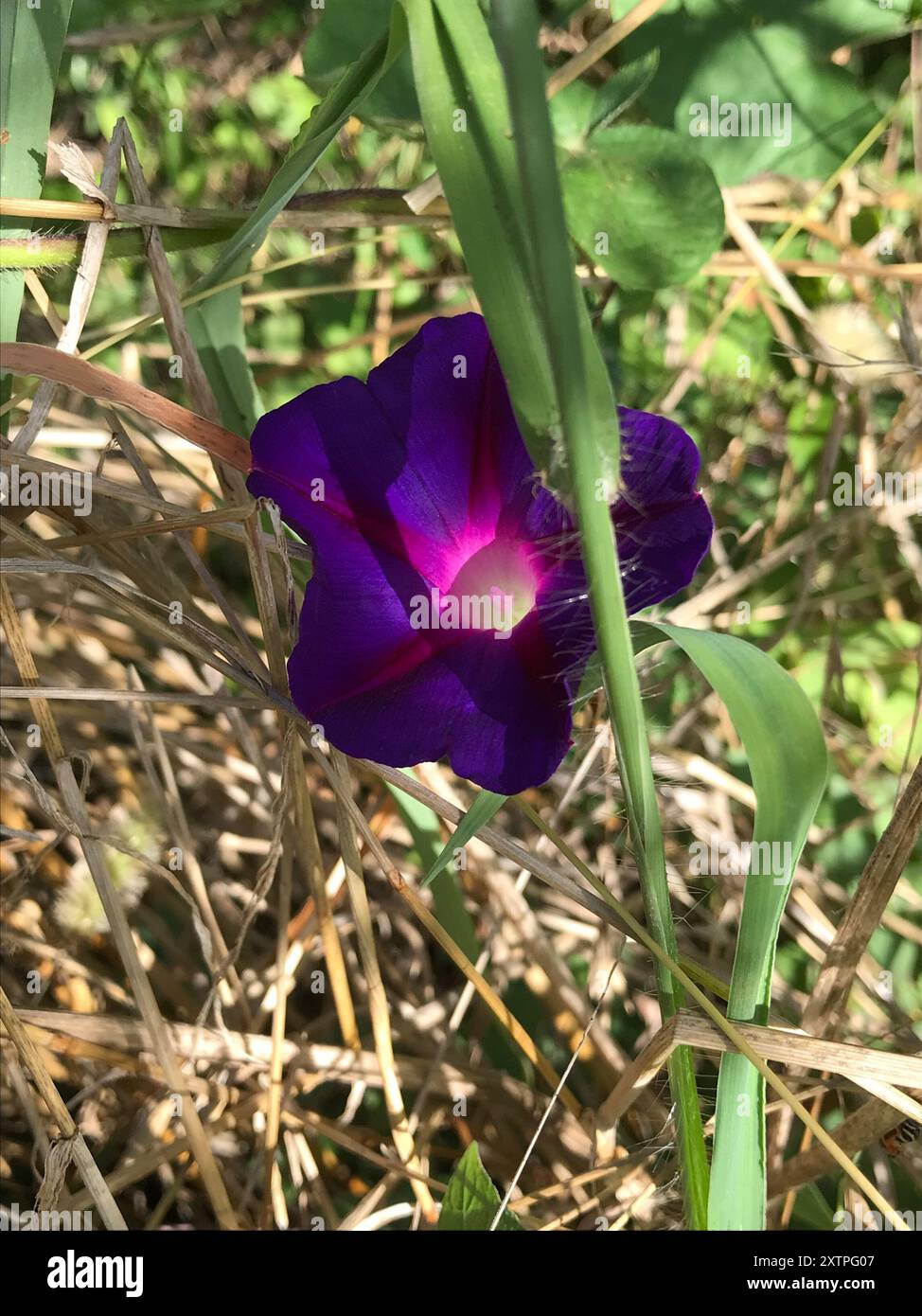 common morning-glory (Ipomoea purpurea) Plantae Stock Photo - Alamy