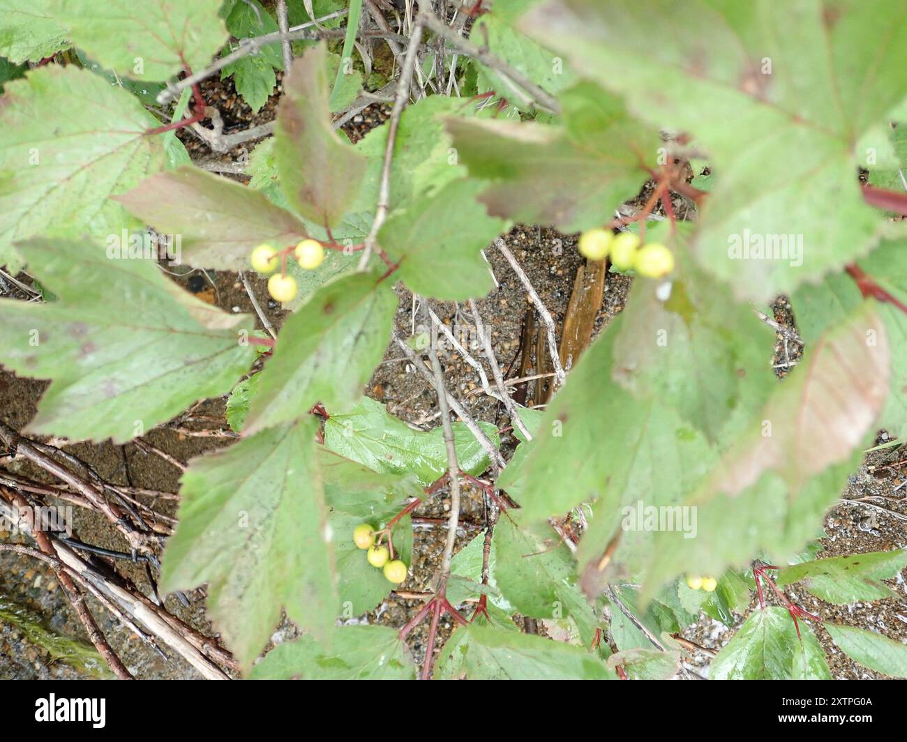 squashberry (Viburnum edule) Plantae Stock Photo - Alamy
