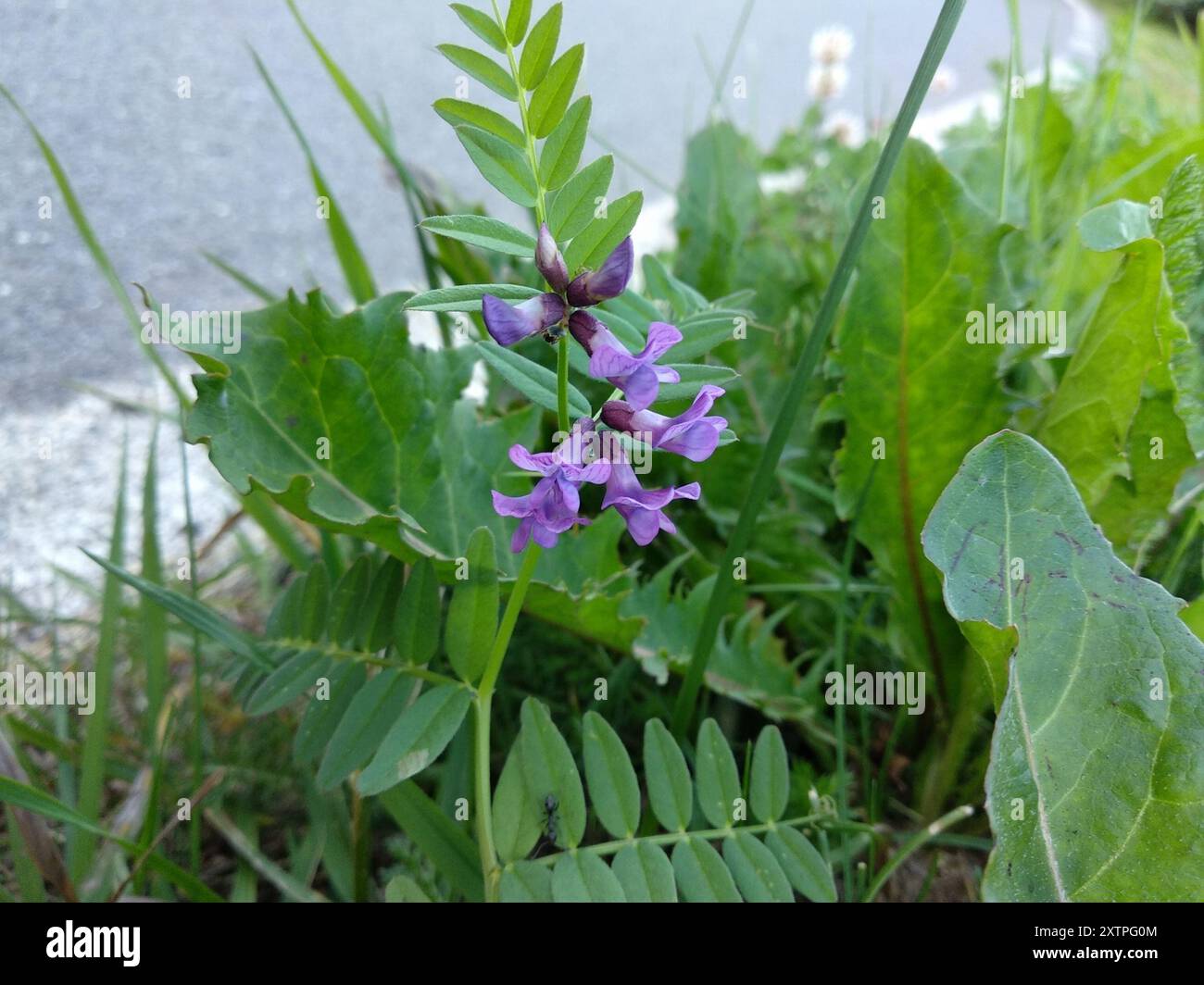 Bush Vetch (Vicia sepium) Plantae Stock Photo - Alamy
