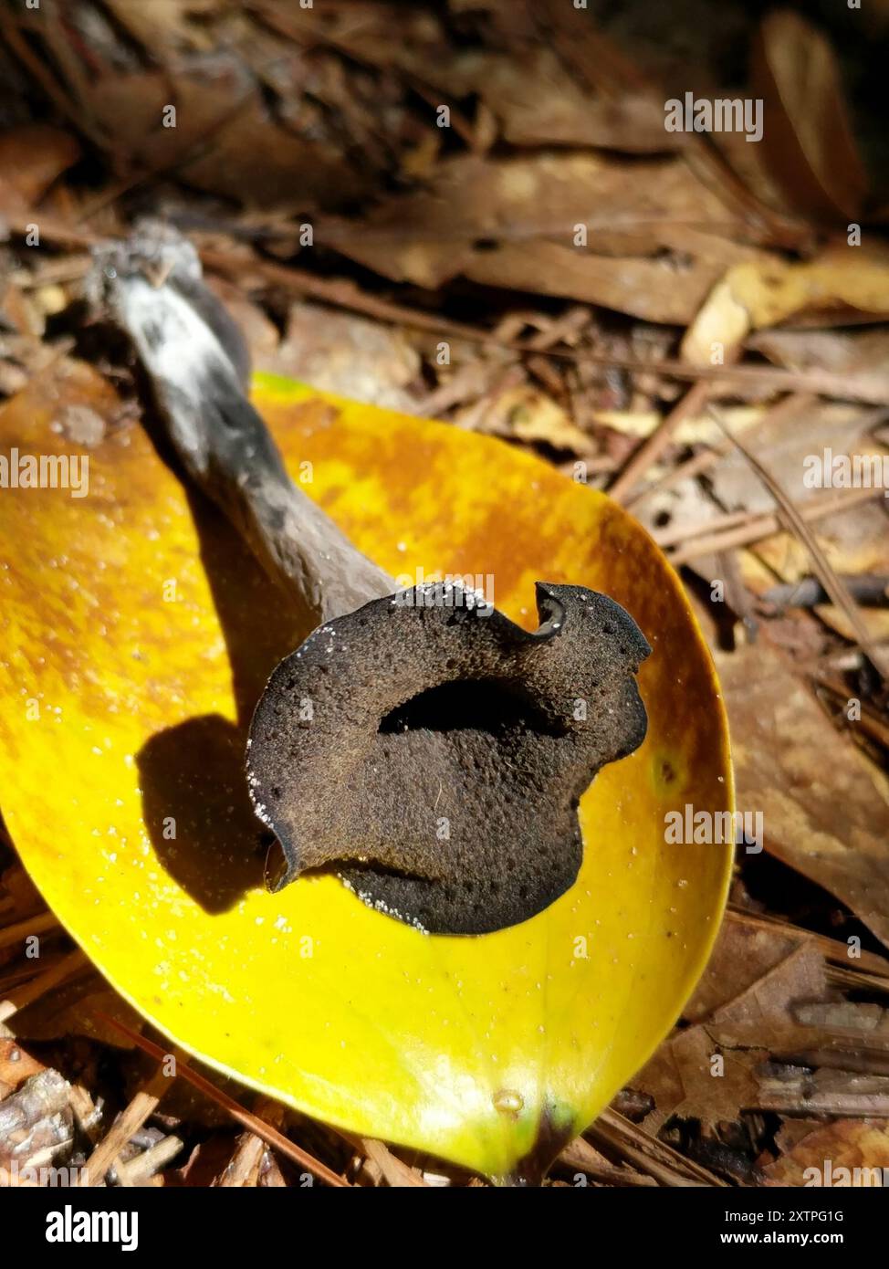 Eastern Black Trumpet (Craterellus fallax) Fungi Stock Photo - Alamy