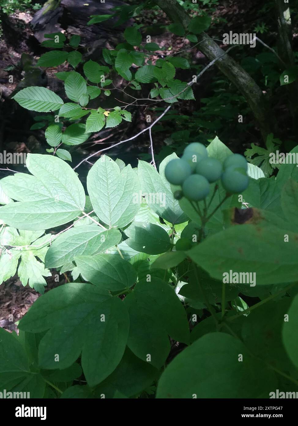 blue cohosh (Caulophyllum thalictroides) Plantae Stock Photo - Alamy