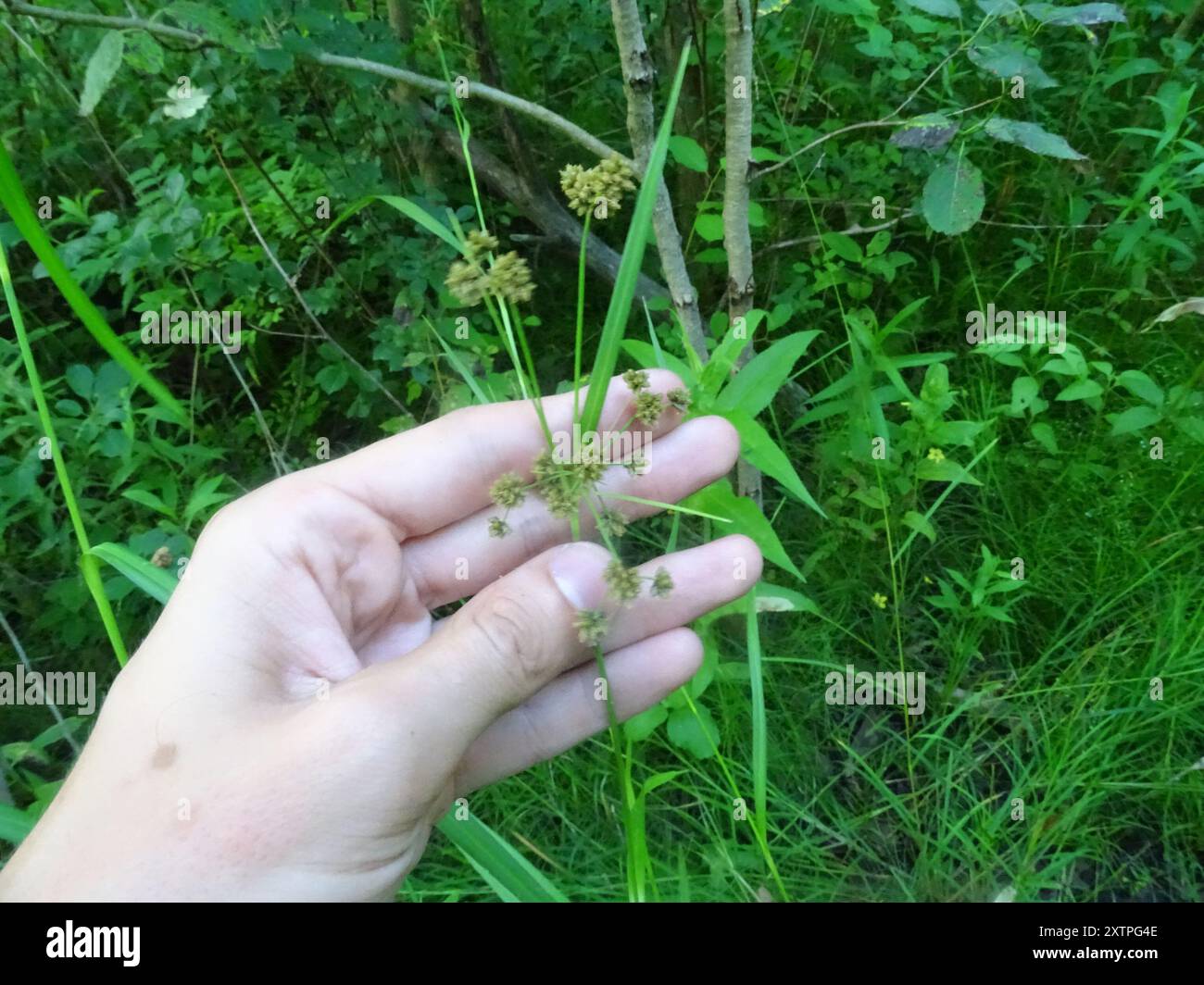 dark green bulrush (Scirpus atrovirens) Plantae Stock Photo - Alamy