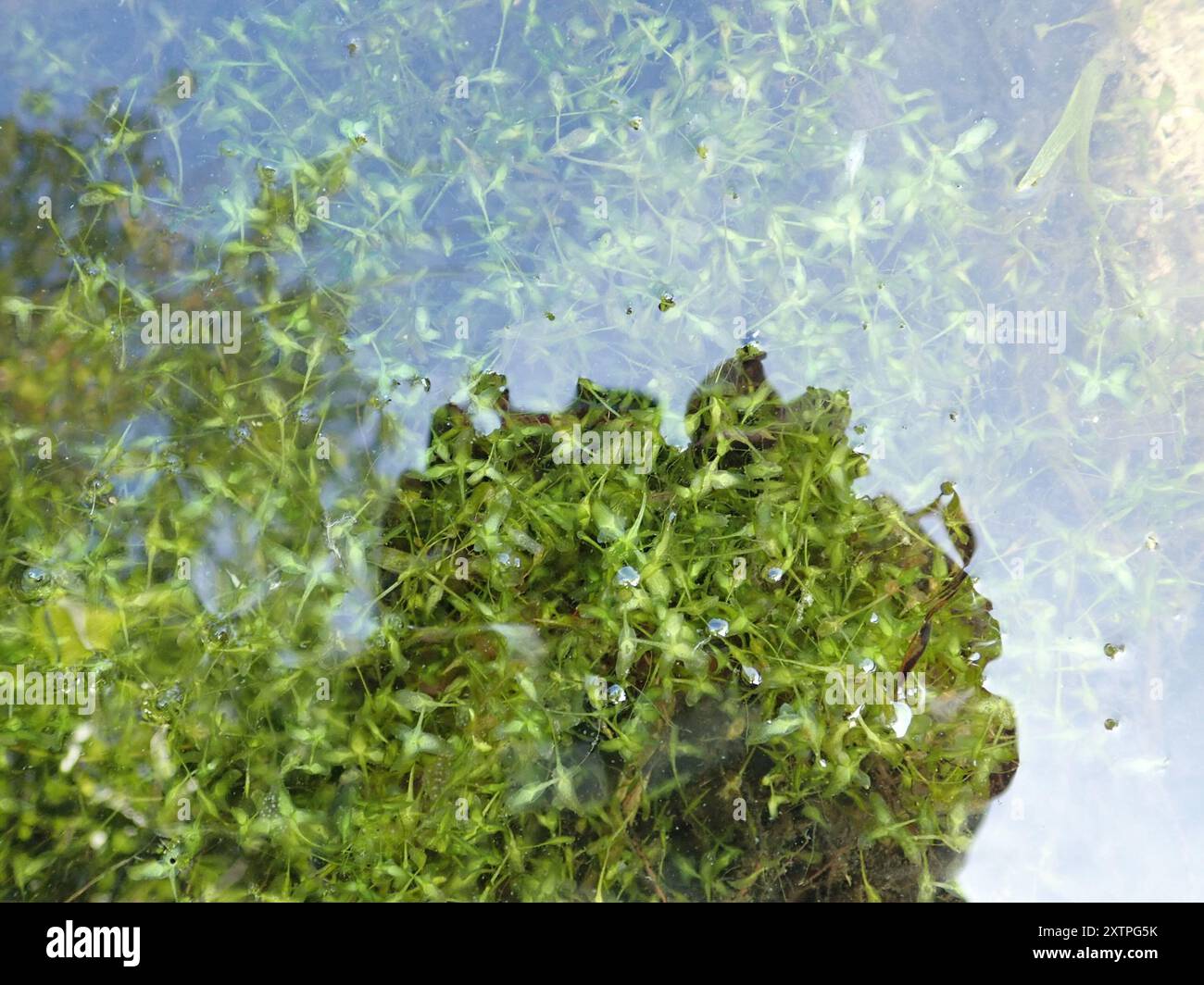 vascular plants (Tracheophyta) Plantae Stock Photo - Alamy