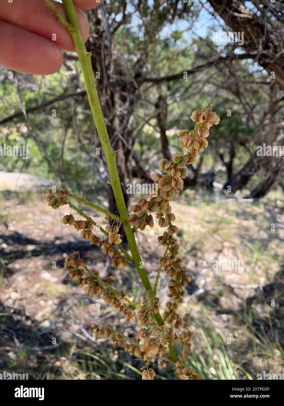 Devil's Shoestring (Nolina lindheimeriana) Plantae Stock Photo - Alamy